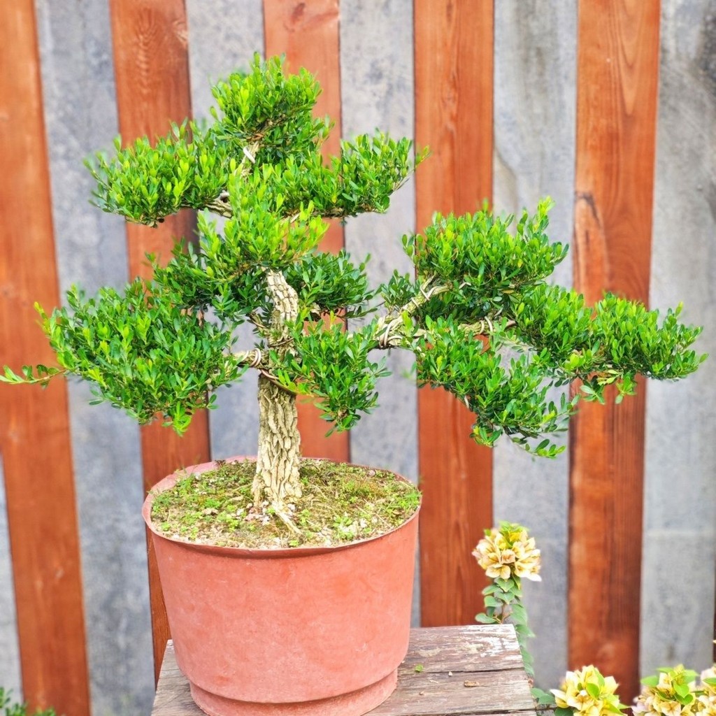 【Precious】(COD)/Bonsai poplar berbentuk cerucuk lama/Old pile shape ...