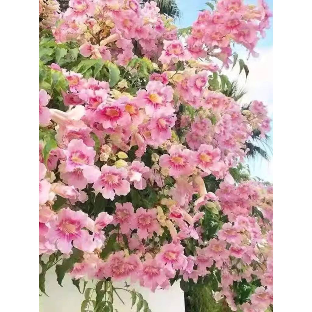 Clematis Merah Jambu Anak Benih Besar Berpasu Memanjat Tanaman Bunga ...