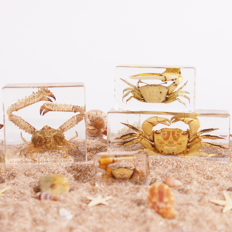 Popular Science Teaching Specimens Transparent Marine Life Children's ...