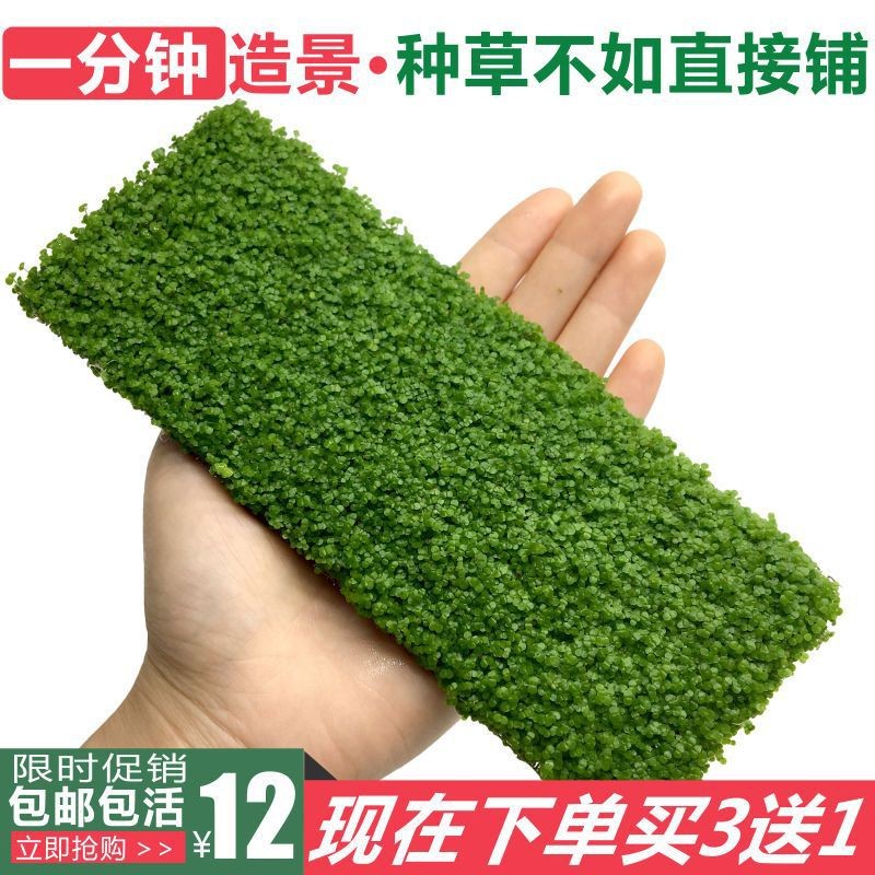 Rumput daun bulat kecil mini kepingan jaring latar depan lanskap ...