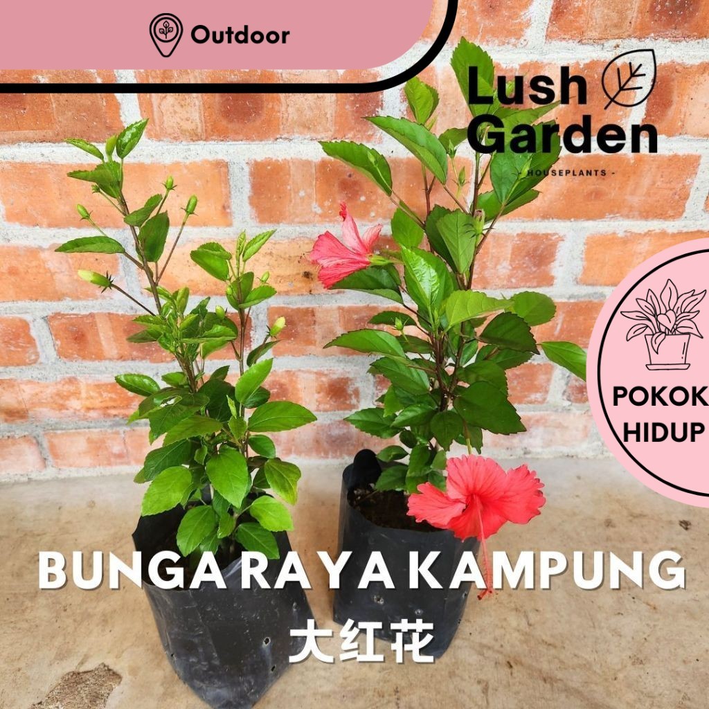 [Bushy] Bunga Raya Kampung Putih Merah Pink / White Hibiscus / Red ...