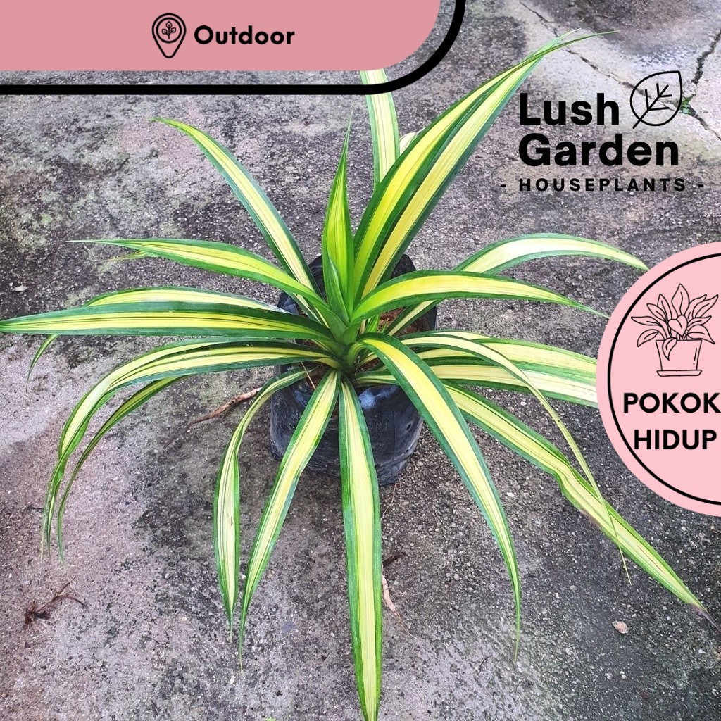 Yellow Pandanus Outdoor Live Plant Pokok Hiasan [Lush Garden] | Shopee ...