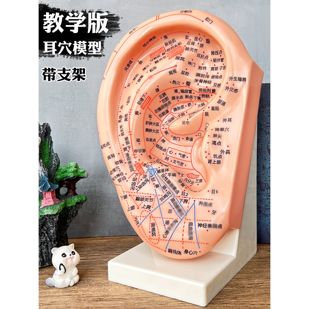Teaching Version Acupuncture Model Multi-Acupuncture Acupuncture Ear ...