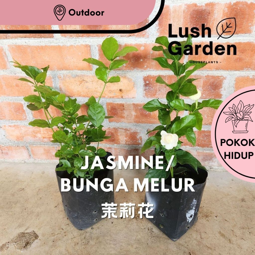 [Fragrant] Jasmine/ Pokok Bunga Melur 茉莉花 Outdoor Live Plant Pokok ...
