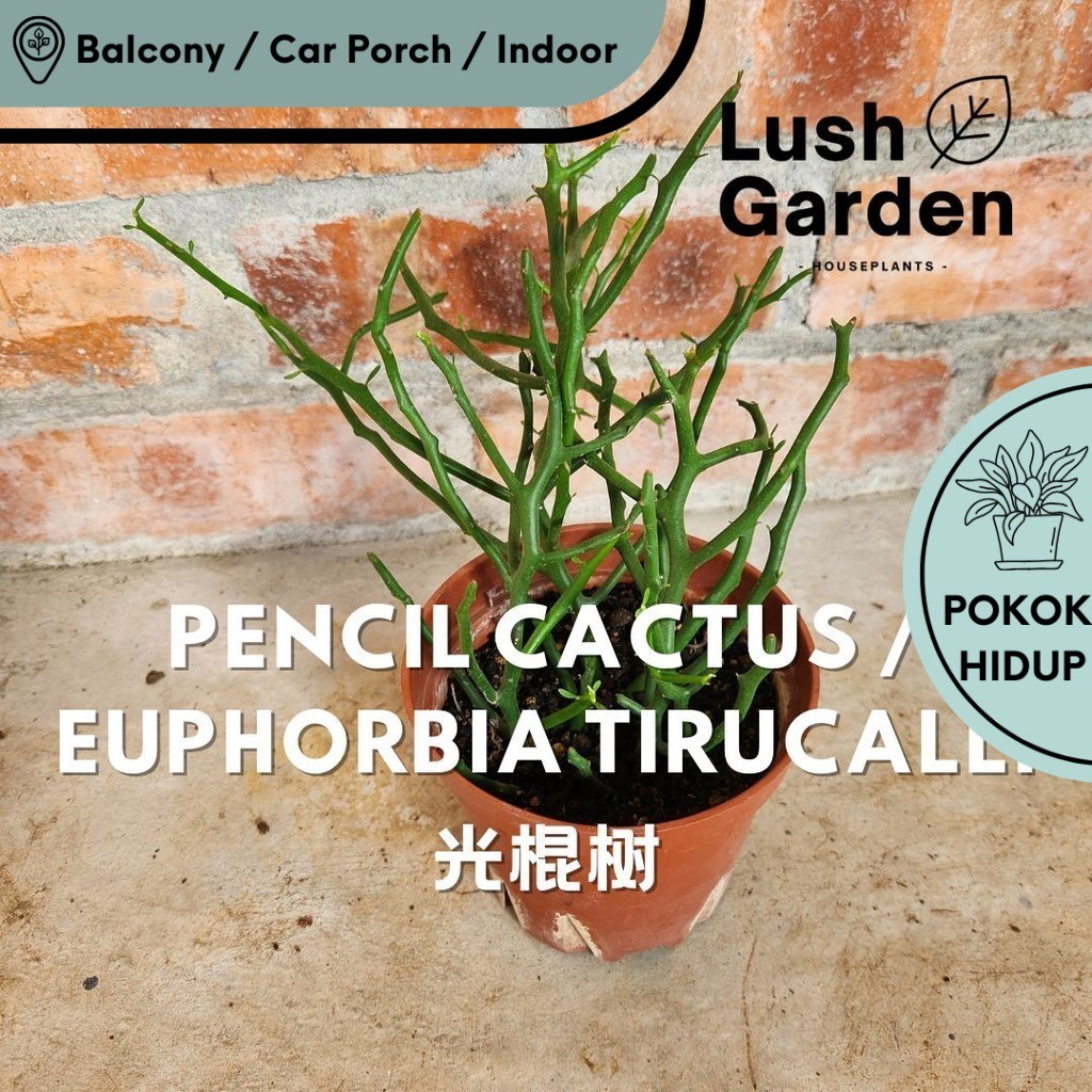 Pencil Cactus (Small) / Firestick Plant / Euphorbia Tirucalli 光棍树 120mm ...