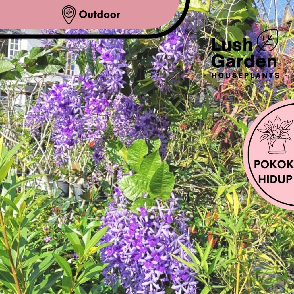 Wisteria Sandpaper Vine / Petrea Volubilis 紫藤 Purple Flower Bunga Ungu ...