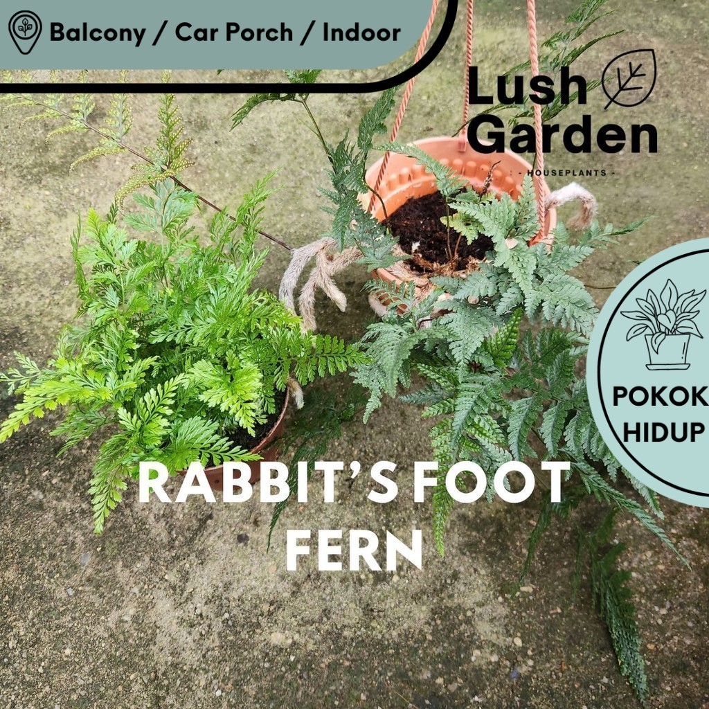 Rabbit's Foot Fern / Davallia Fejeensis 兔脚蕨 150mm Pot Live Plant Pokok ...