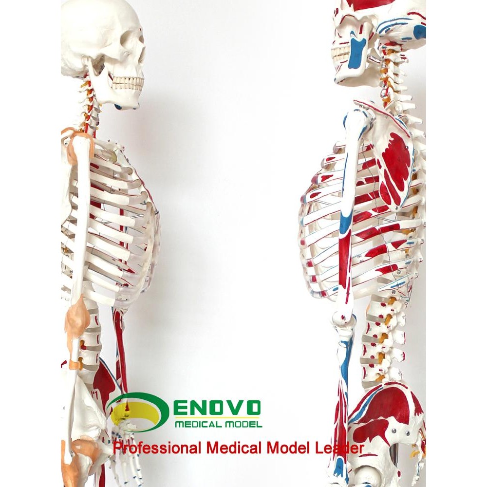 ENOVO Perubatan 170CM Model Rangka Manusia Spesimen Rangka Otot Anatomi ...