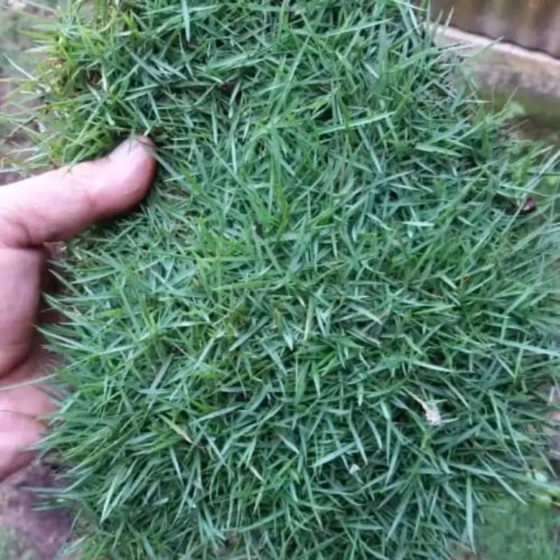 Real live japanese carpet grass rumput carpet japan rumput hidup ...