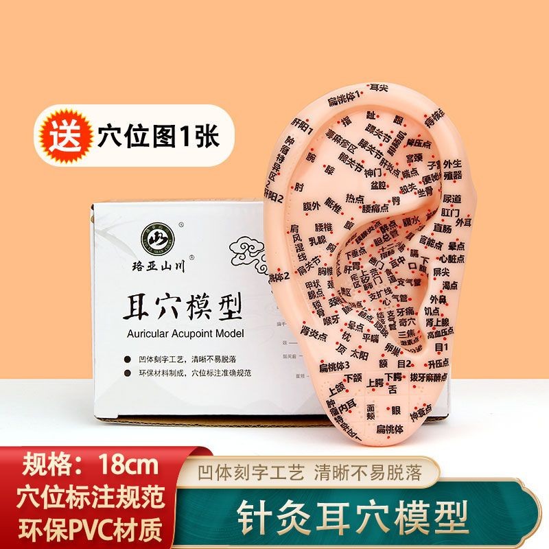 18cm Ear Acupuncture Model Ear Model Acupuncture Model Ear Model Ear ...