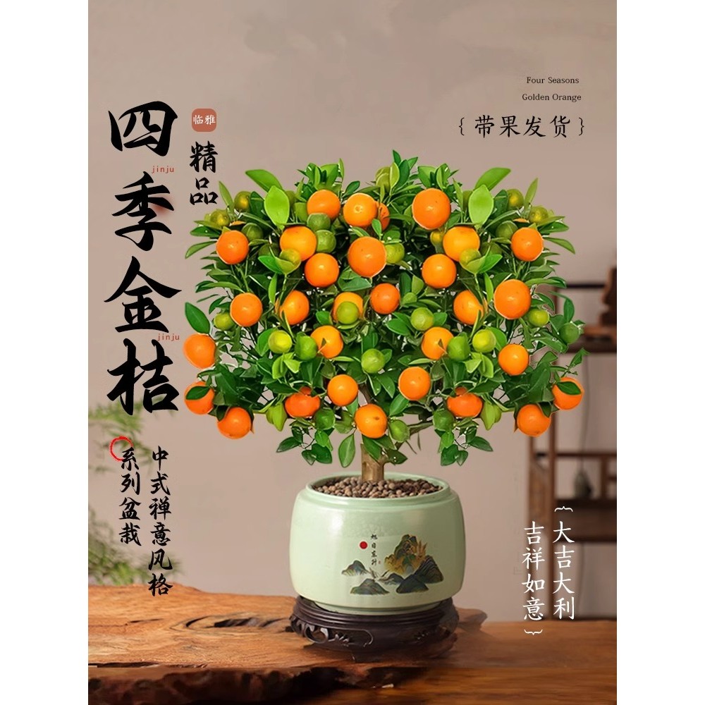 Empat Musim Pokok Kumquat Rangup Tumbuhan Berpasu Ruang Tamu Dalaman ...