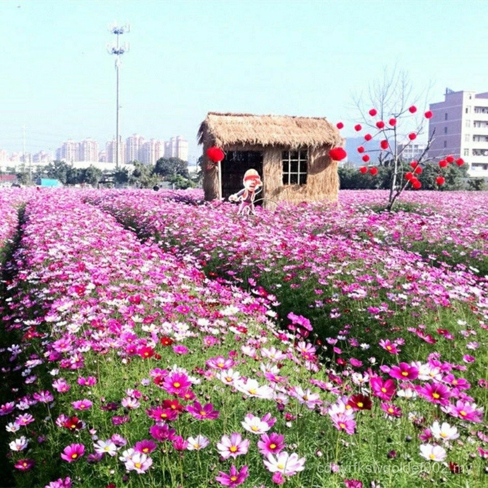 Benih Cosmos bipinnatus Empat Musim Mekar Mudah Tumbuh Benih Bunga ...