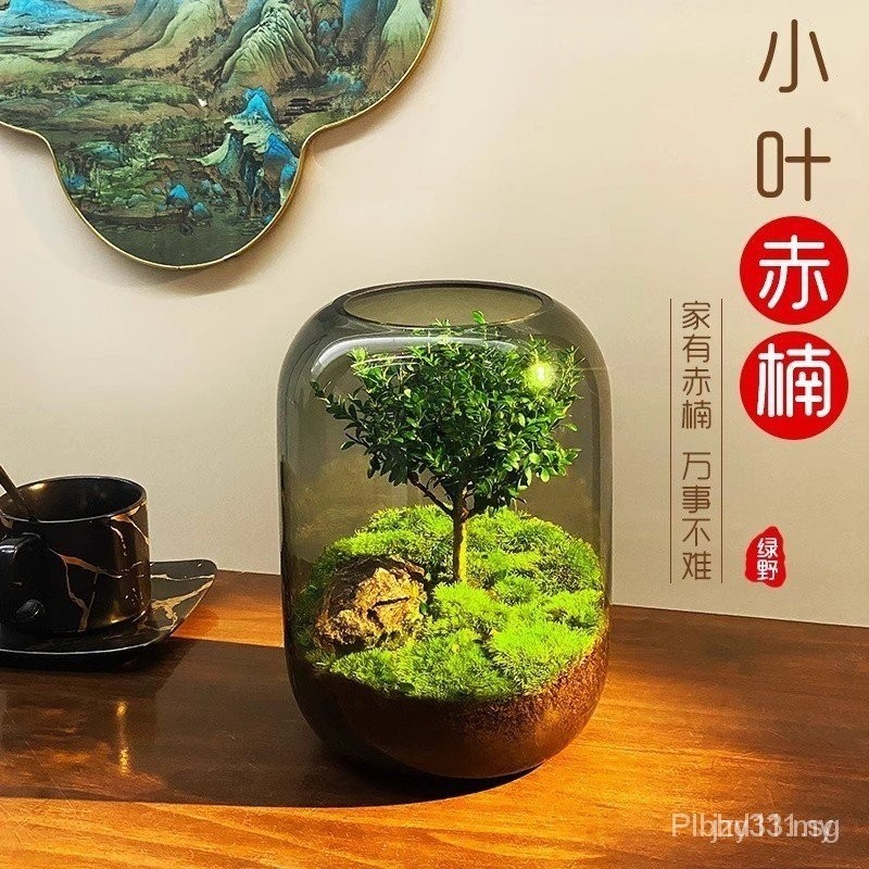 MY[Tree of Life]Glass Flower Container Moss Micro Landscape Moss ...