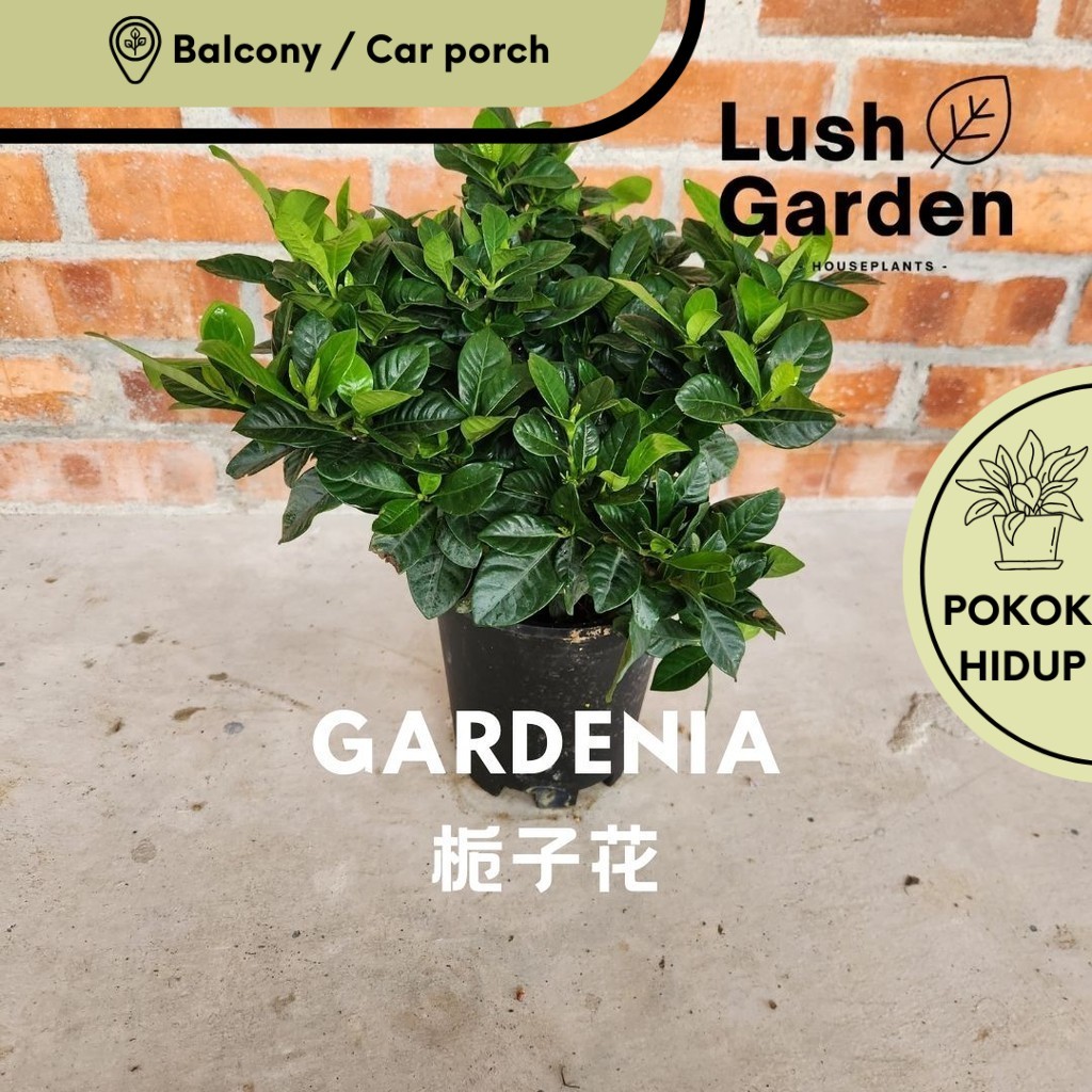 [Bushy] Gardenia jasminoides / Pokok Bunga Gardenia / 栀子花 170mm Pot ...
