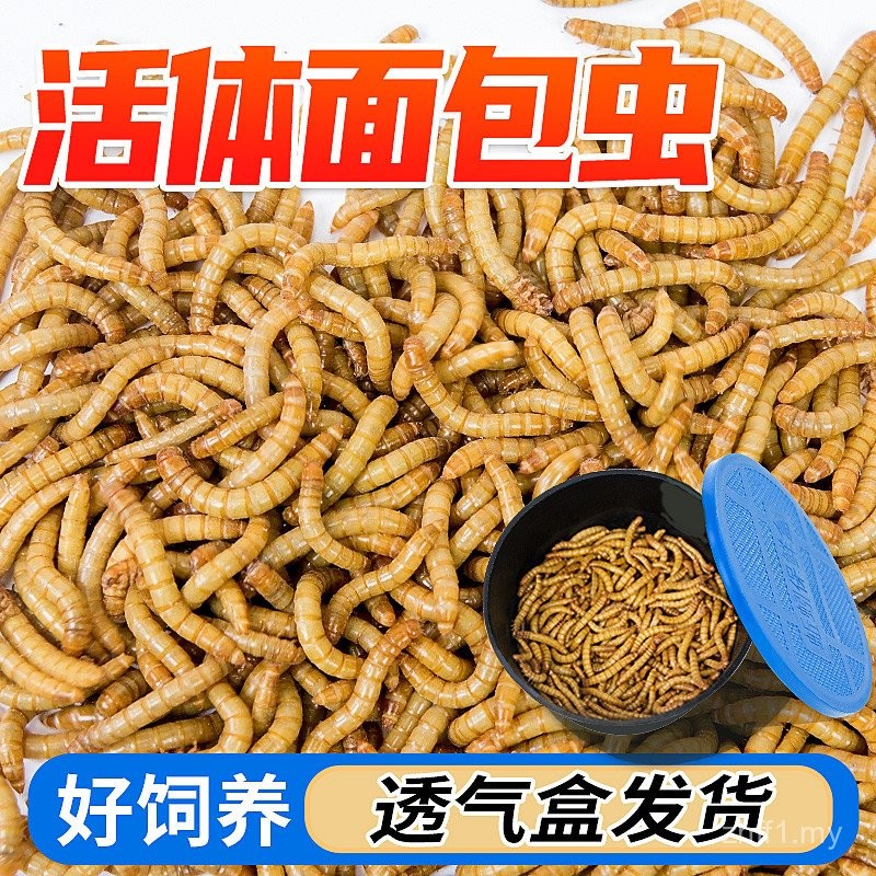 Cacing Makanan Hidup Barli Segar Cacing Makanan Cacing Jagung Makanan ...