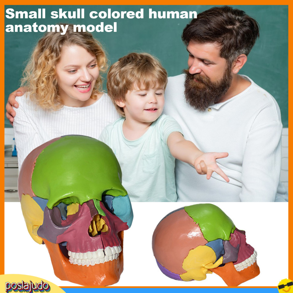 [poslajudo] Hypothalamus Anatomy Kit Educational Brain Model Kids Brain ...