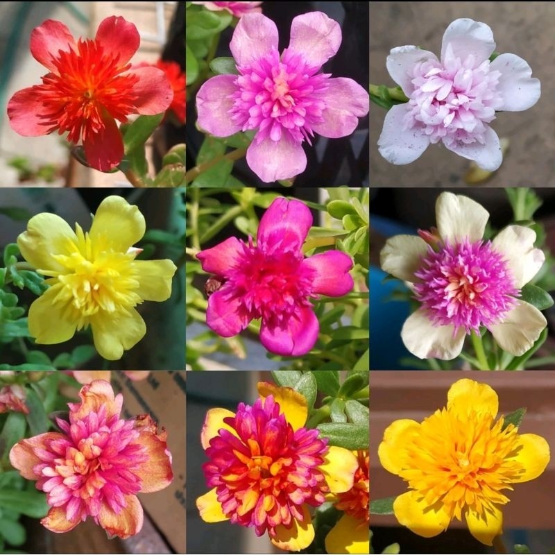 🌷🌷 Keratan Potong Bunga Ros Jepun Jenis Jambul (5 Keratan) | Shopee ...
