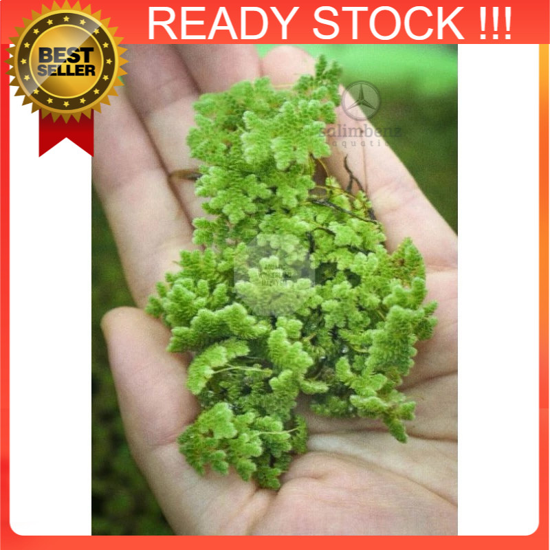 Fairy moss/Mosquito ferns Azola (Azolla microphylla) floating aquatic ...
