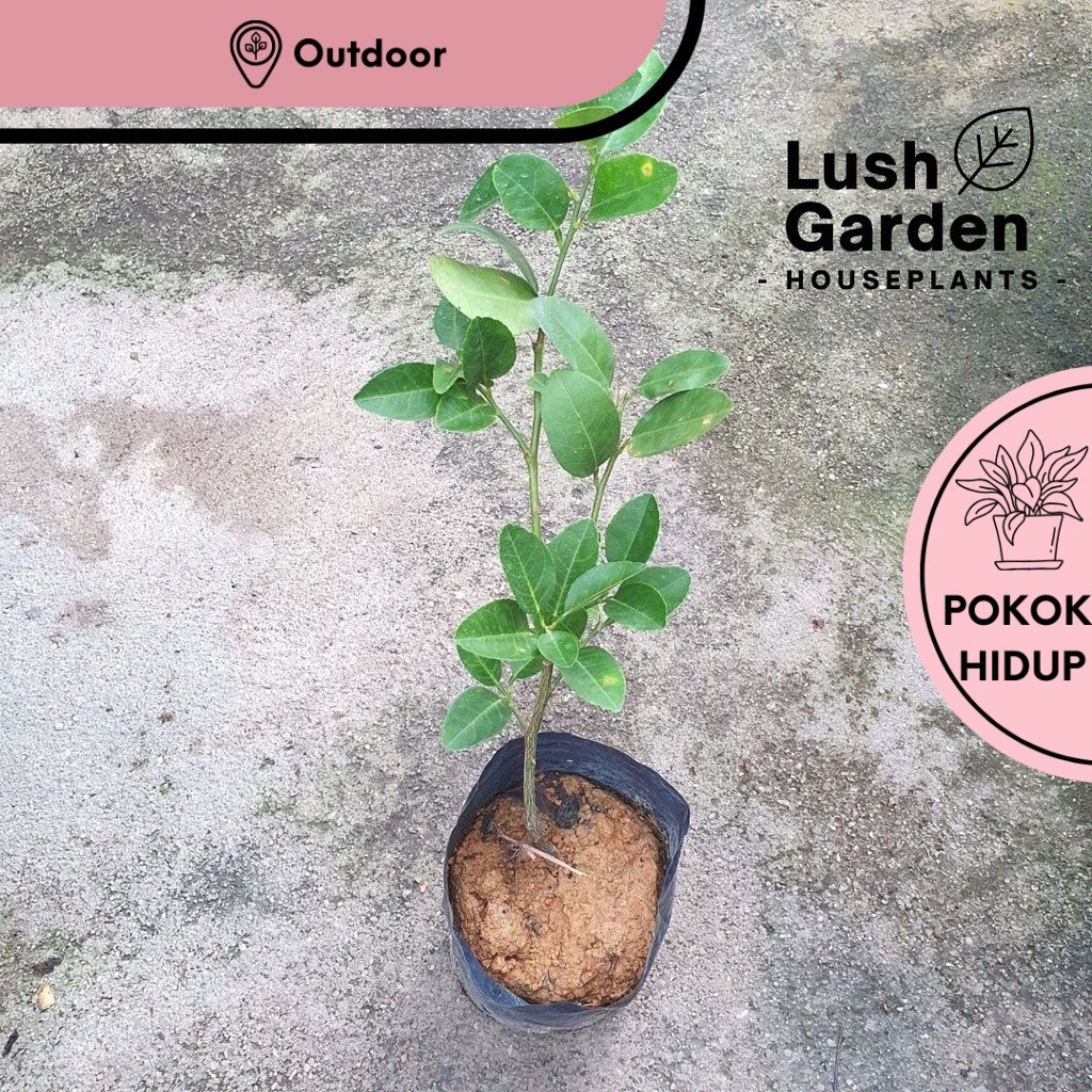 Key Lime Tree / Pokok Limau Nipis 酸柑树苗 Anak Pokok Hidup Buah Fruit Tree ...