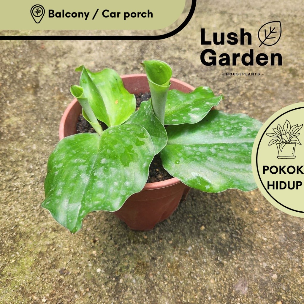 Cekur / Chekor/ Kunyit Putih/ White Turmeric/ Poolankilangu 150mm Pot ...