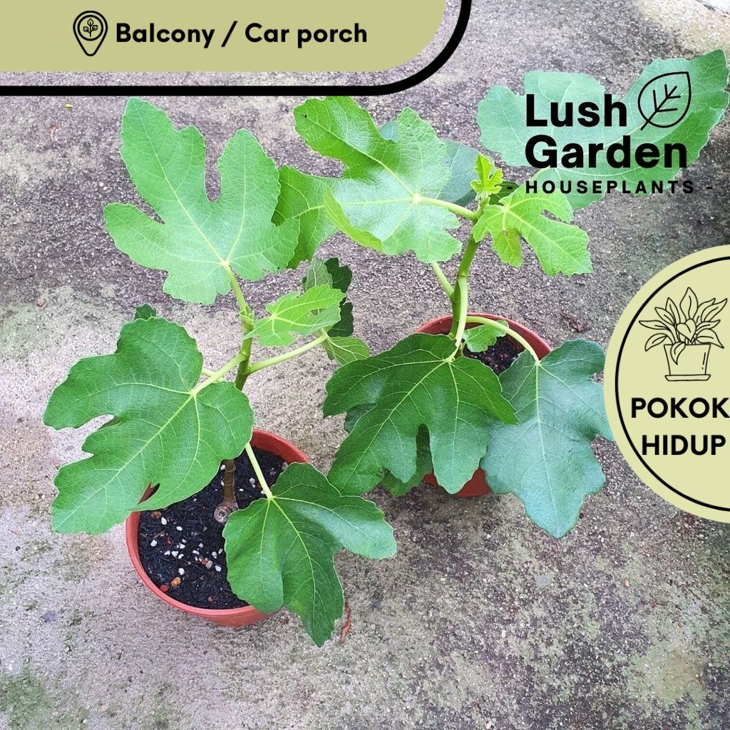 Fig Tree/ Pokok Tin (Blue Giant/ Black Jack/Brooklyn Red) 无花果树苗 150mm ...