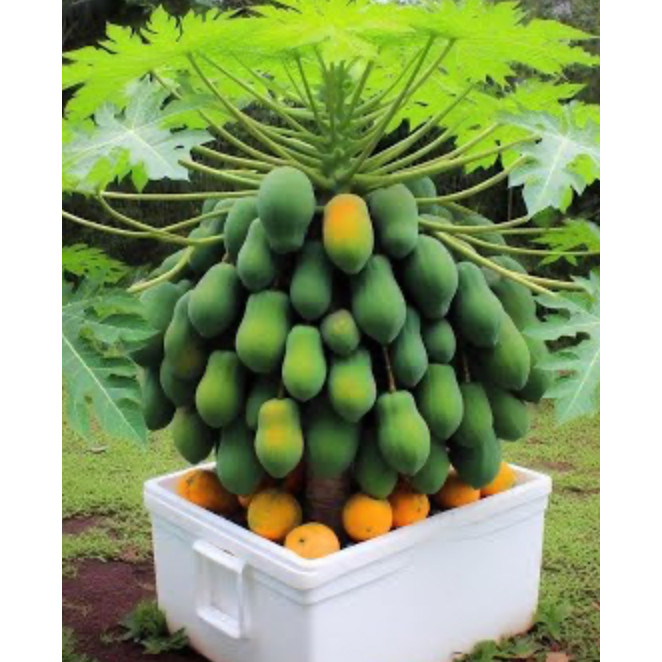 Anak Pokok Mini Betik Mini Papaya Free Seed ( Random ) | Shopee Malaysia