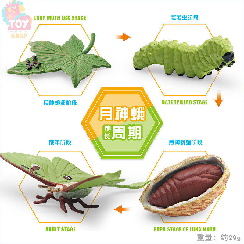 Simulation Insect Animal Crescent Moth Growth Cycle Model Long-Tailed ...