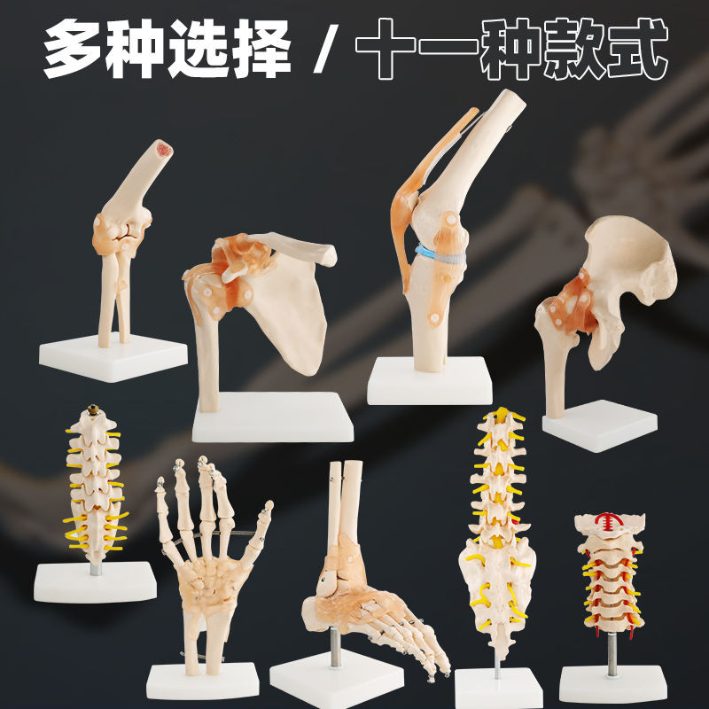 Human Knee Joint Function Model Shoulder Joint Elbow Joint Hand Joint ...