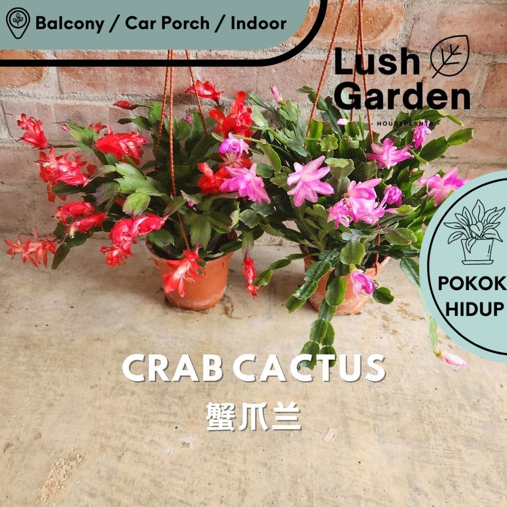 Crab Cactus / Schlumbergera Truncata / 蟹爪兰 / 螃蟹兰 130mm Pot Succulent ...