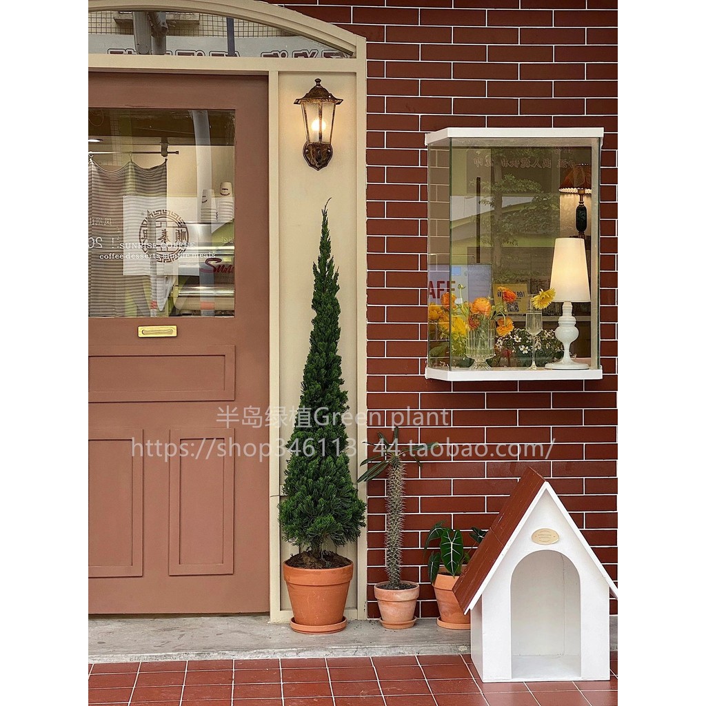 Tumbuhan Berpasu Cypress Pine Menara Cypress Pine Pokok Krismas Dalaman ...
