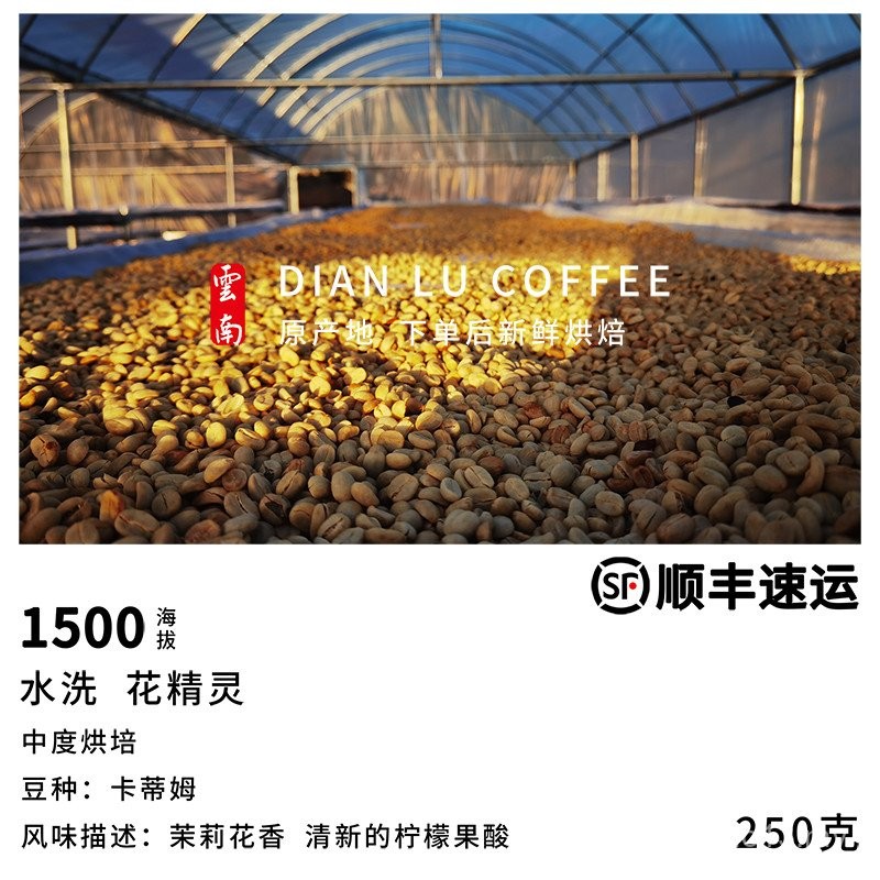 Dianlu Bunga Dicuci Bunian Yunnan Biji Kopi Bijirin Kecil Biji Kopi ...