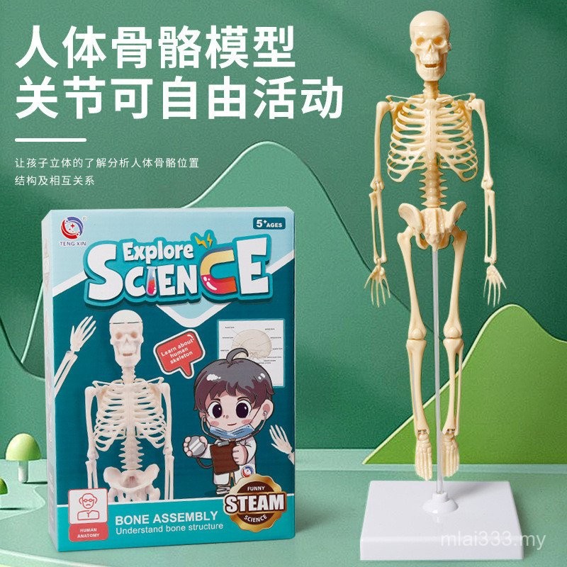 Cross-border Human Body Bone Model Assembly Disassembly Structure ...
