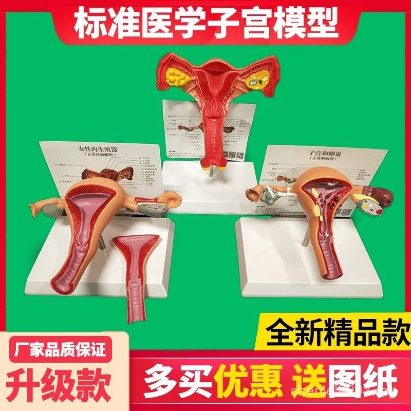Human Uterus Model Teaching Aids Mold Vaginal Oval Anatomy Pathology ...