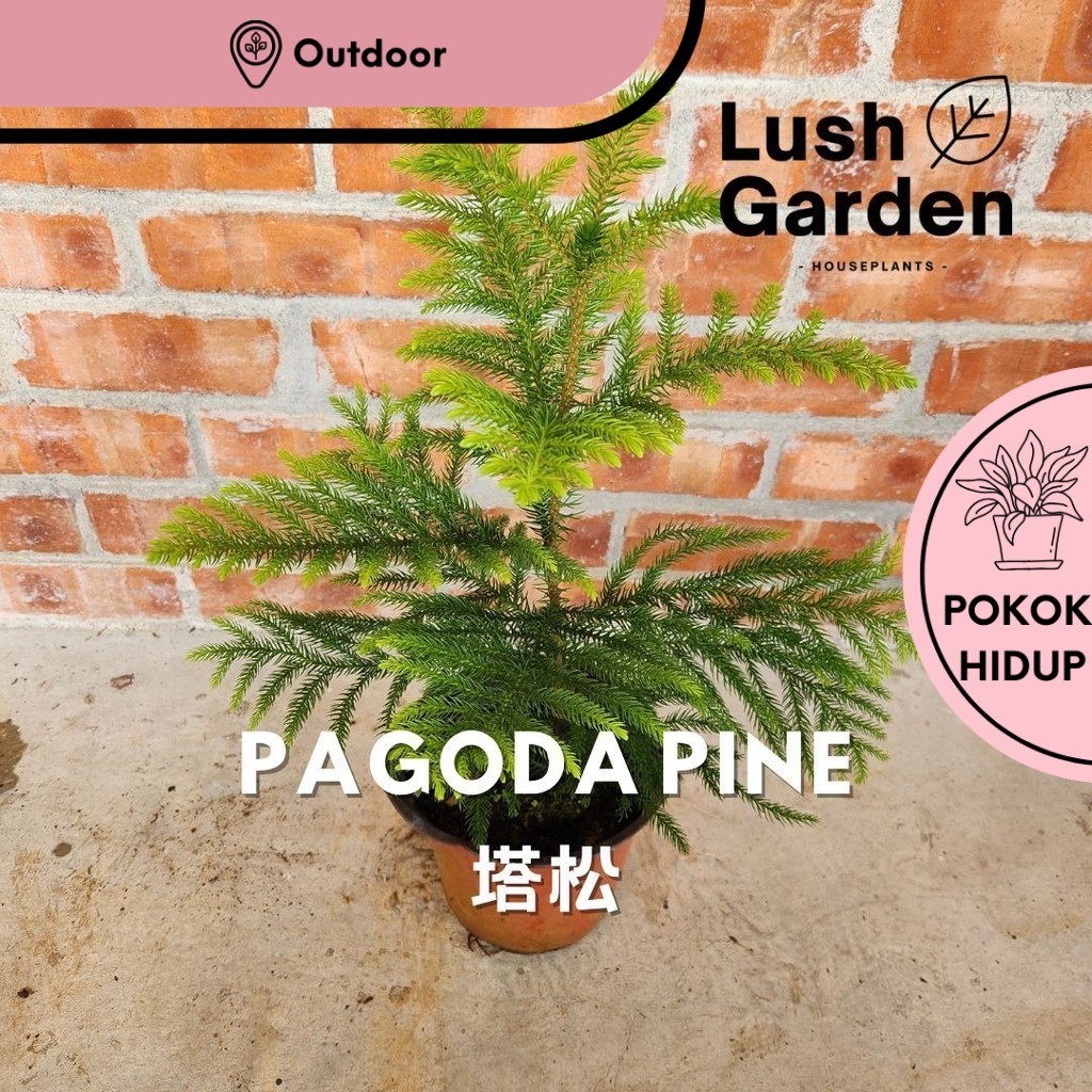 Pagoda Pine / 塔松 / 步步高升 170mm Pot Outdoor Live Plant Pokok Hiasan ...