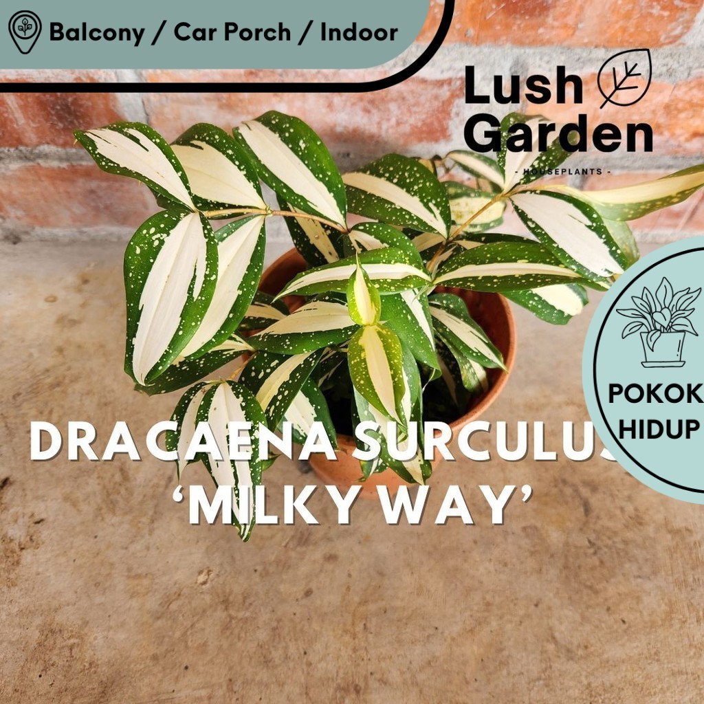 Dracaena Surculosa 'Milky Way' / Japanese Bamboo 星点木 150mm Pot Indoor ...
