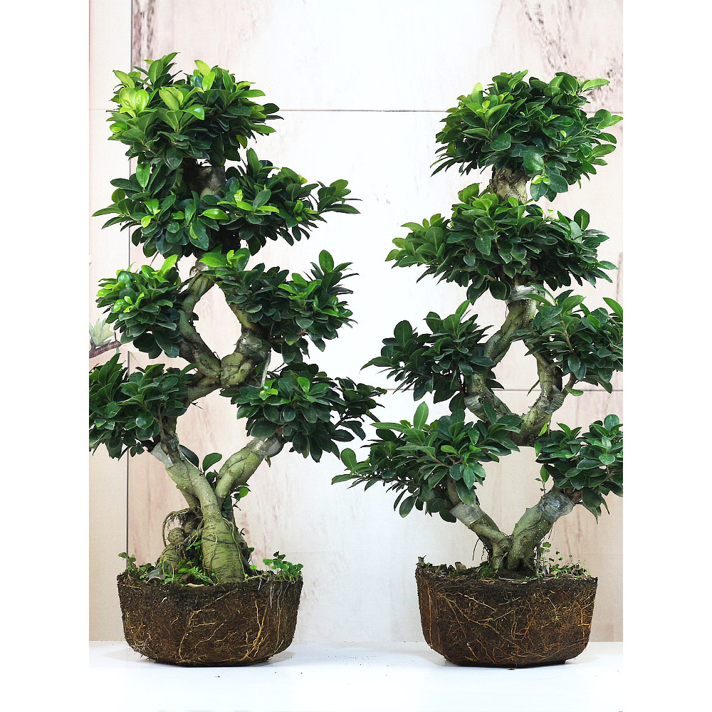 Pokok Ara Wang Berpasu Bunga Tumbuhan Hijau Besar 8 Aksara Bentuk ...