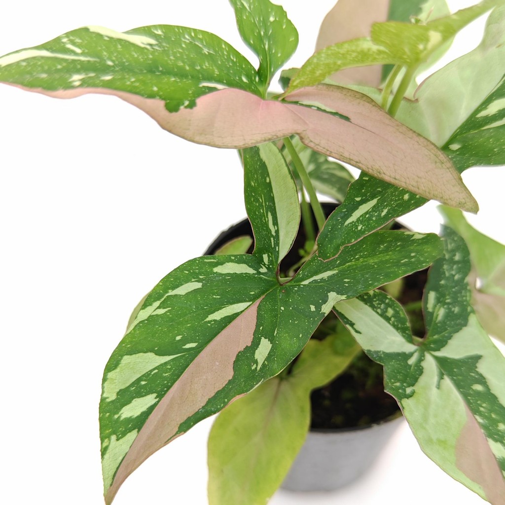 Seni Hijau Berkebun Tumbuhan Hijau Bunga Memanjat Anggur Tanaman Panas ...