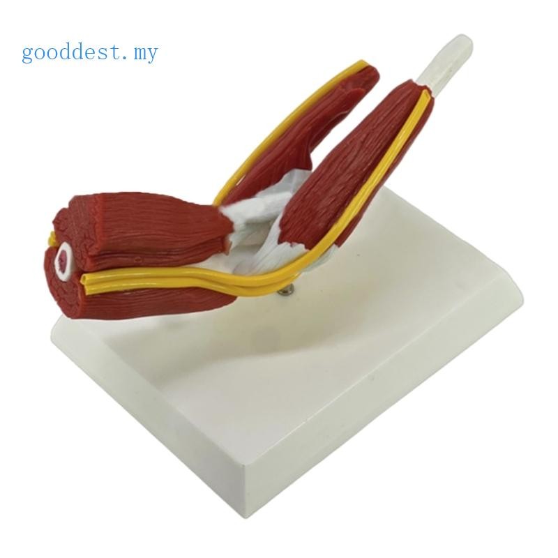 GOOD Realistic Elbow Joint Muscles With Muscles Nerves Details for ...