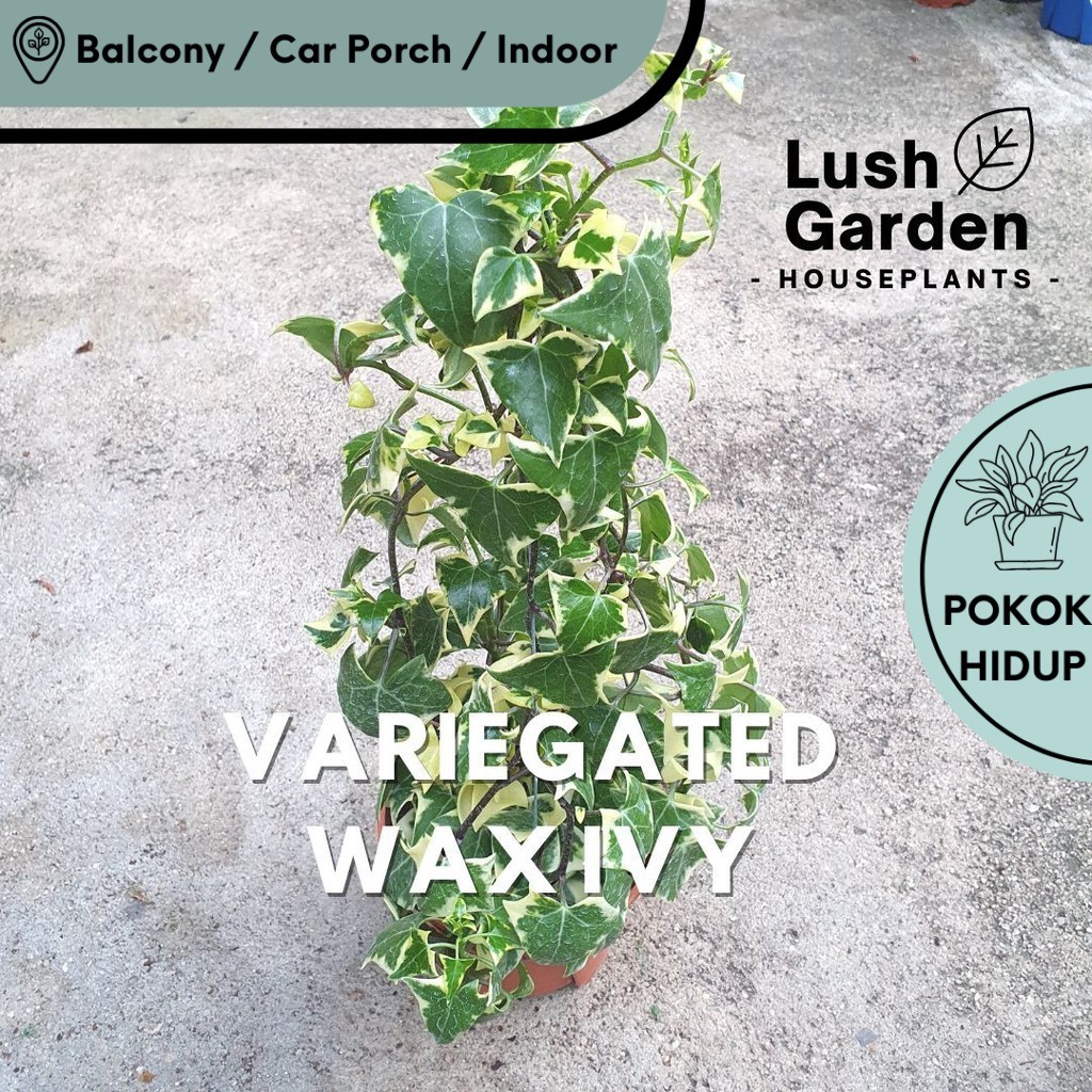 Variegated Wax Ivy / Senecio macroglossus ‘Variegatus’ 常春藤 150mm ...