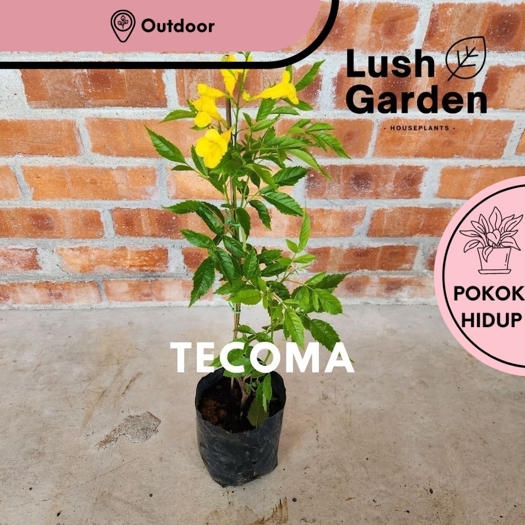 Tecoma Kuning / Yellow Bells 黄钟花 Polybag Outdoor Flower Live Plant ...