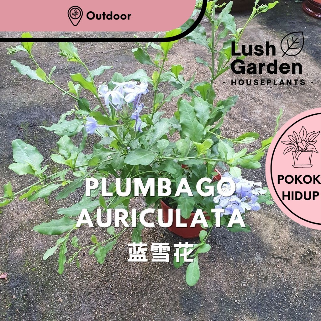 [Ada Bunga Bushy] Plumbago Auriculata 蓝雪花 150mm Pot Outdoor Live Plant ...