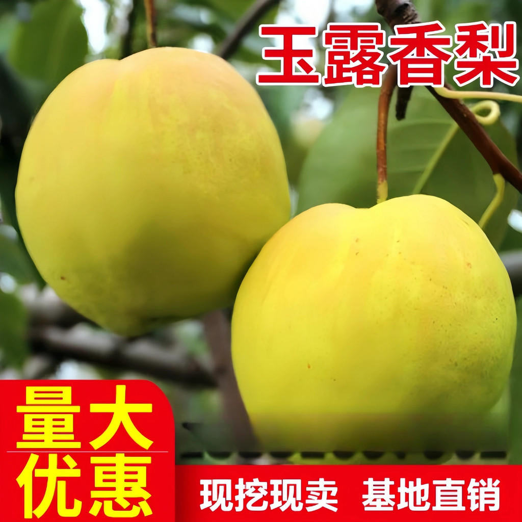Anak Benih Pokok Pear Wangi Yulu Anak Benih Cantuman Hidup untuk ...