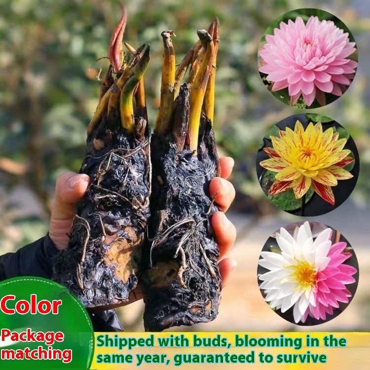 【易养活/花期长】(COD)/Blok akar teratai teratai teratai/Lotus water lily root ...