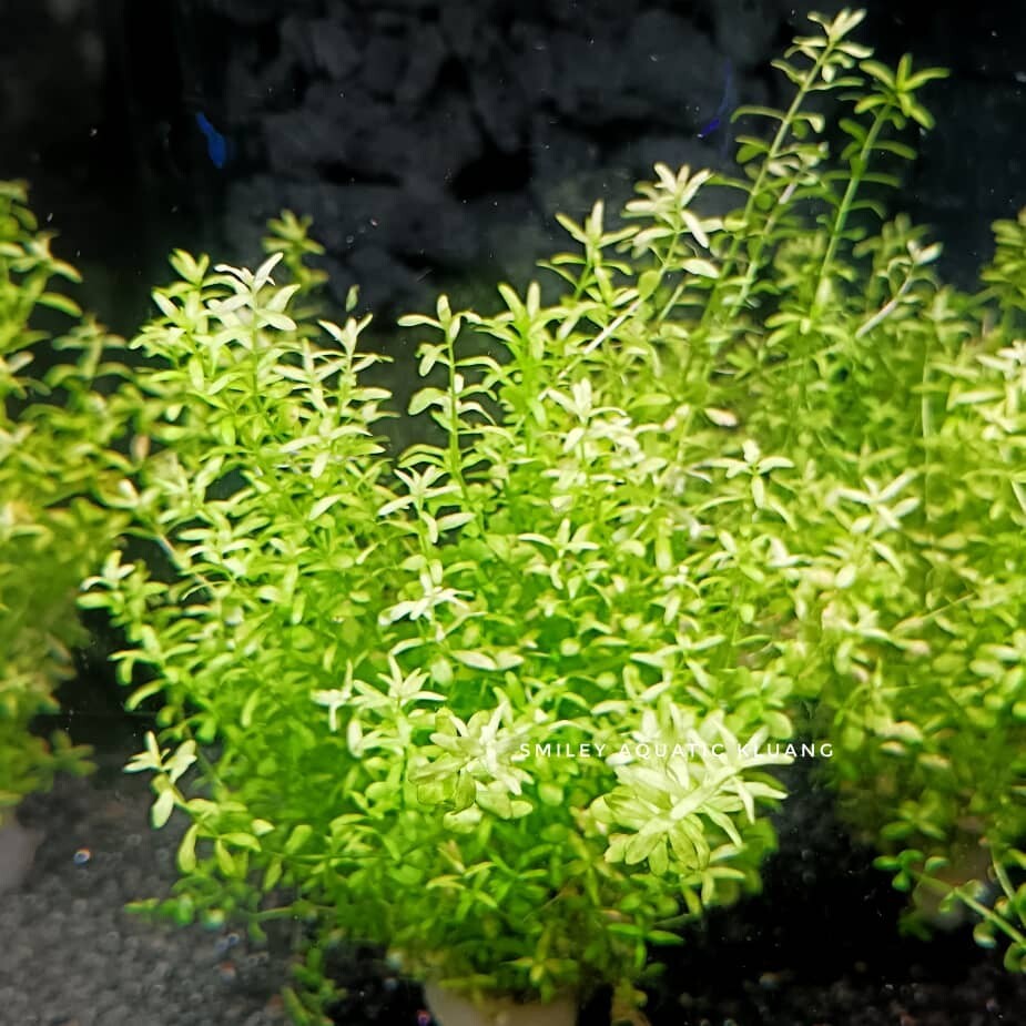 【LIVE】Pearl Weed 珍珠草 Hemianthus Aquatic Plant Fore-Ground Mid-Ground ...