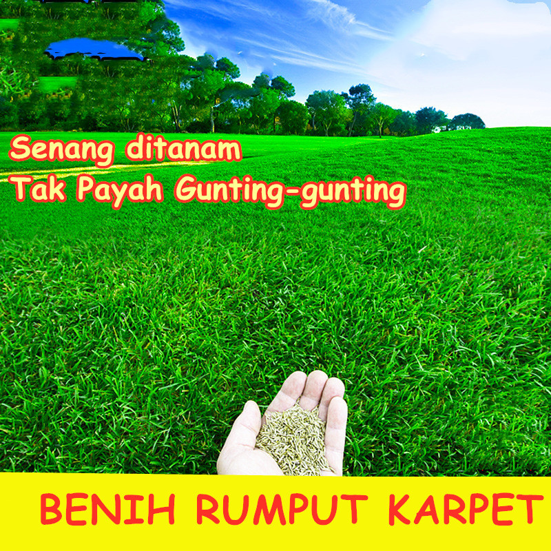 10 FOC 1🔥Carpet Grass Seeds 500pcs++Benih Rumput Karpet/Manila Grass ...