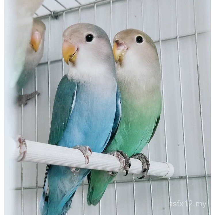 Burung Beo Lovebird Bermuka Pic Burung Hidup Kuning Pic Hijau Pic Sah ...