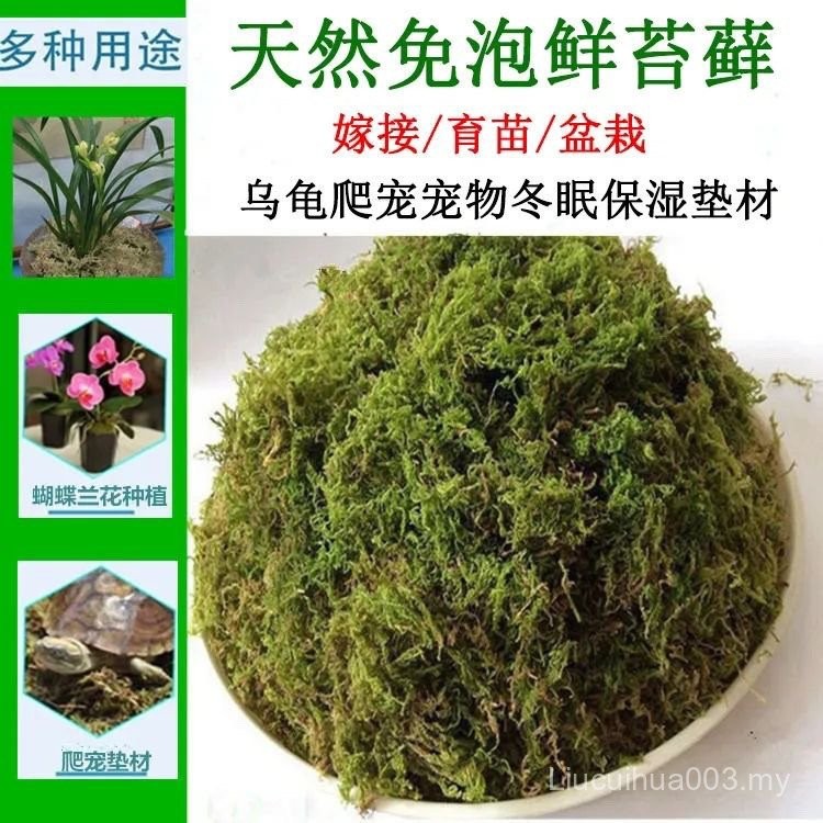 SG [1.10,000 People Collection] Pure Natural Dried Moss Orchid Special ...