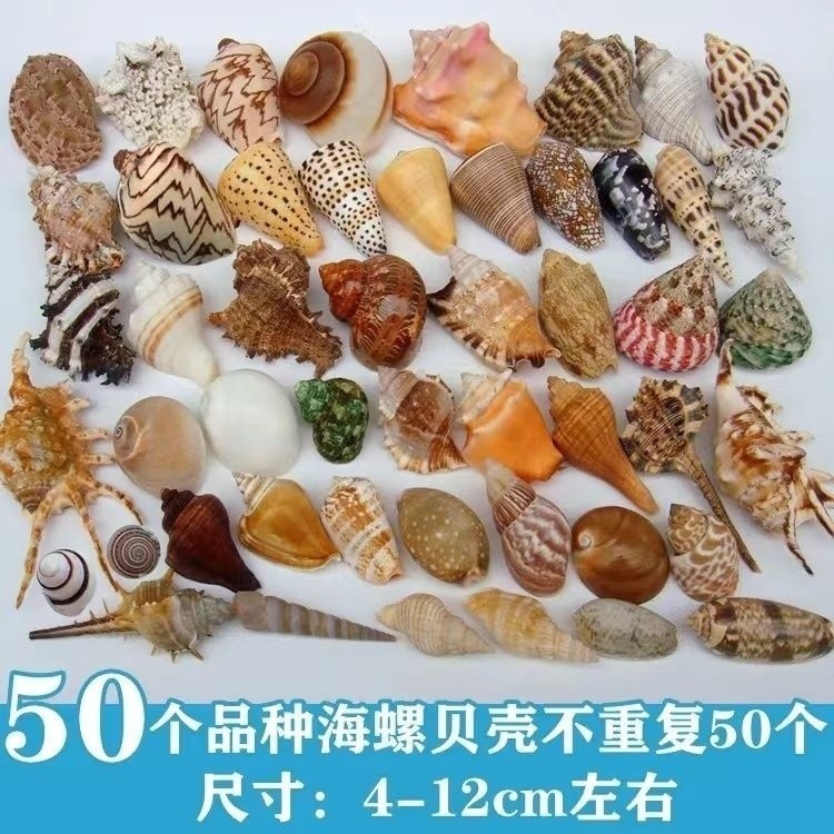 Natural Shell Conch Hermit Crab Shell Replacement Shell Fish Roll ...