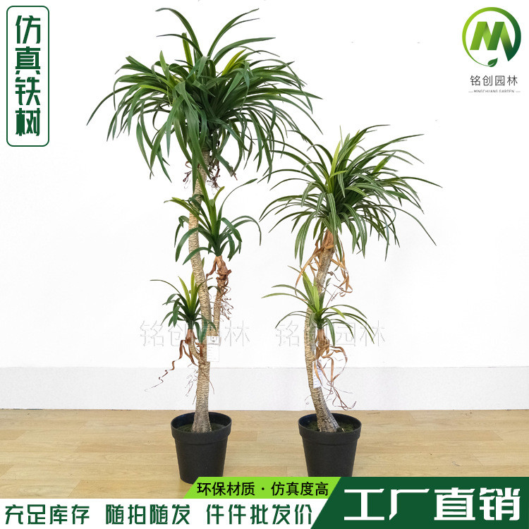 Pokok besi simulasi agave bonsai simulasi tumbuh-tumbuhan simulasi ...