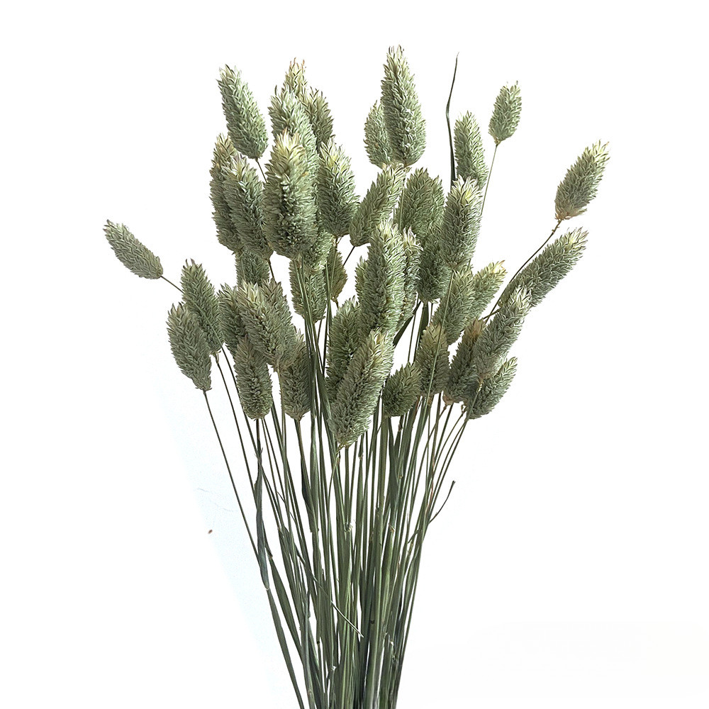 Gem Grass Dried Flowers DIY Floral Materials for Flower Arrangements ...